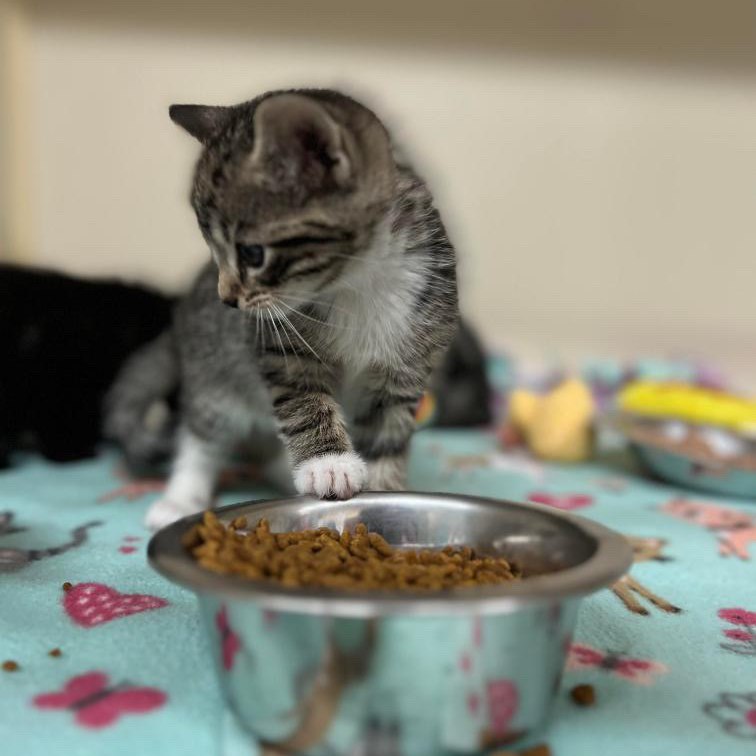 donate-town-cats