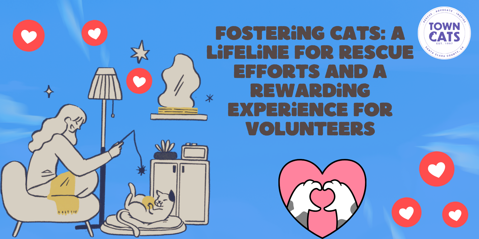 Fostering Cats: A Lifeline for Rescue Efforts and a Rewarding ...