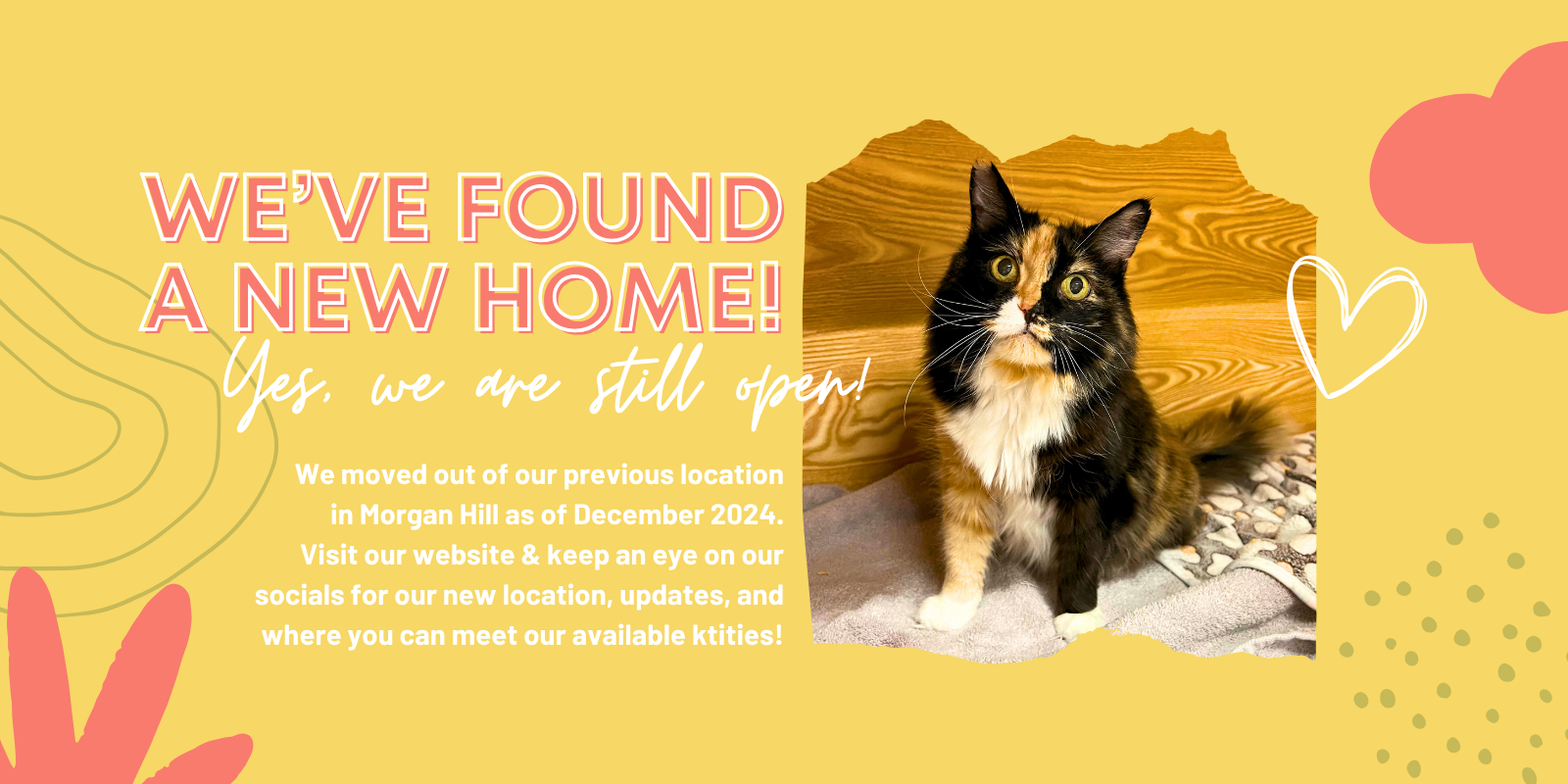 Why Two Cats Are Better Than One: A Guide for Potential Cat Owners – Town Cats